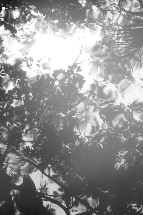 Trees Cast Blurry Shadows on the Smooth Rippled Water. Stock Photo ...