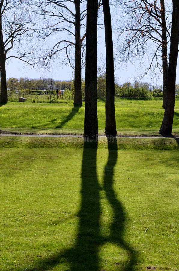 Trees Cast Shadows on Green Lawn Stock Photo - Image of light, nature ...