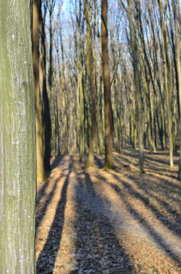 Trees Cast Shadows in the Evening in the Spring Forest Stock Photo ...