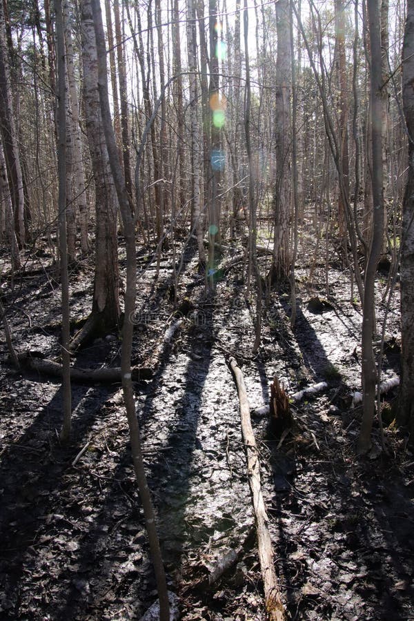 The trees cast a shadows. stock image. Image of distance - 211827395
