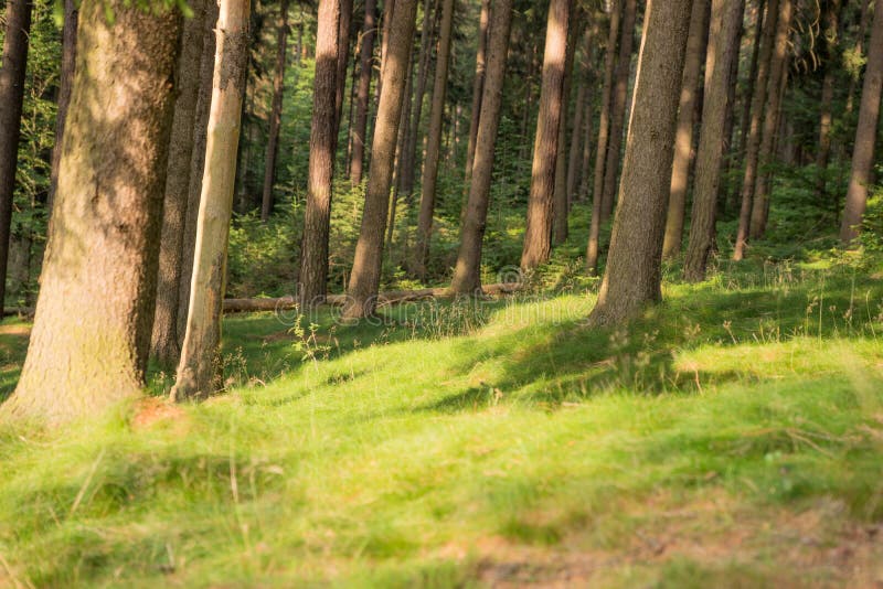 Trees Cast Shadows on Green Lawn Stock Photo - Image of foliage, leaf ...