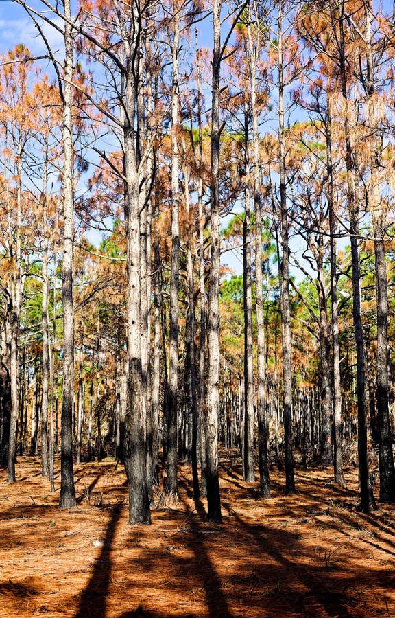 Trees Casting a Long Shadow Stock Image - Image of flower, forest ...
