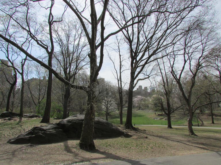 Trees in the Central Park Park Stock Image - Image of urban, shaded ...