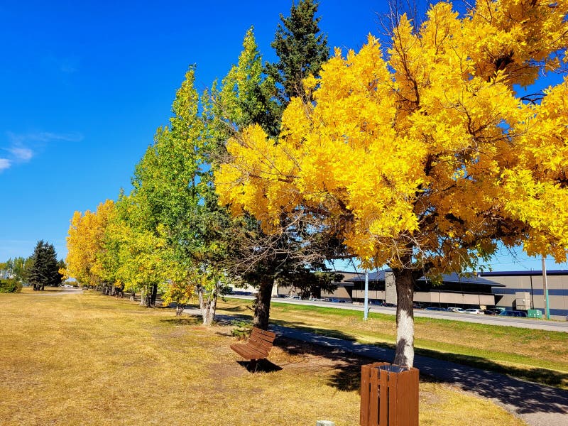 Trees Changing Colors for Autumn Stock Photo - Image of trees, colors ...