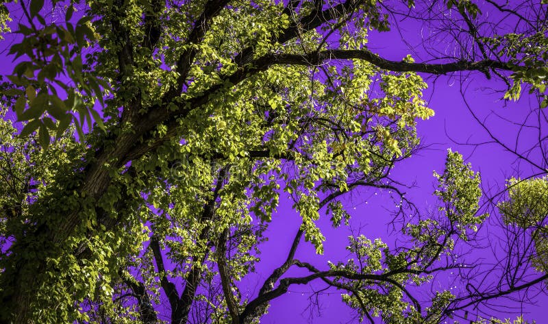 Trees Changing Colors stock image. Image of high, branch - 231425803