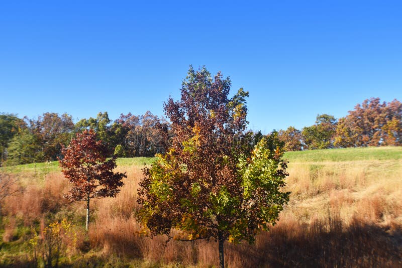 Trees changing colors stock image. Image of autumn, fields - 103163351