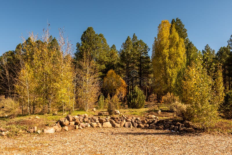 Trees Changing Leaves in Fall in Flagstaff, Arizona. Stock Photo ...