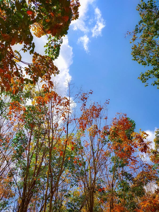 Trees and changing seasons stock image. Image of changing - 175360269