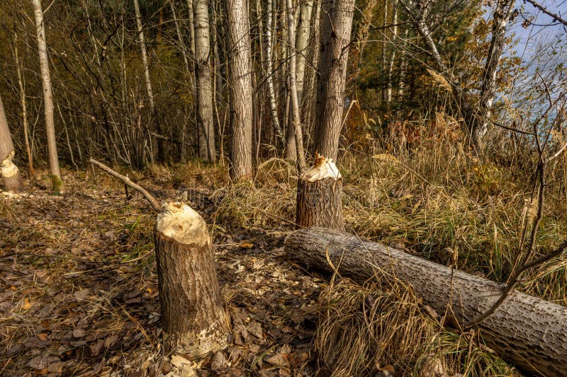 Trees Chewed by Beavers Building a Dam Stock Image - Image of wildlife ...