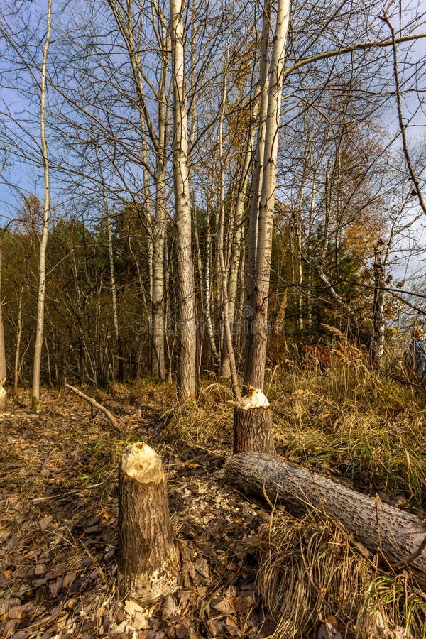 Trees Chewed by Beavers Building a Dam Stock Image - Image of rodent ...