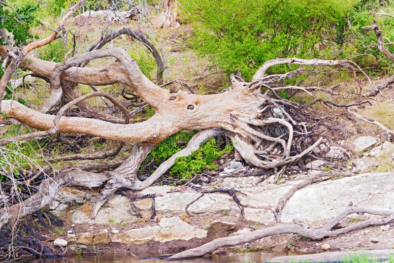 Trees at Chobe river stock photo. Image of grass, riverbank - 56502744