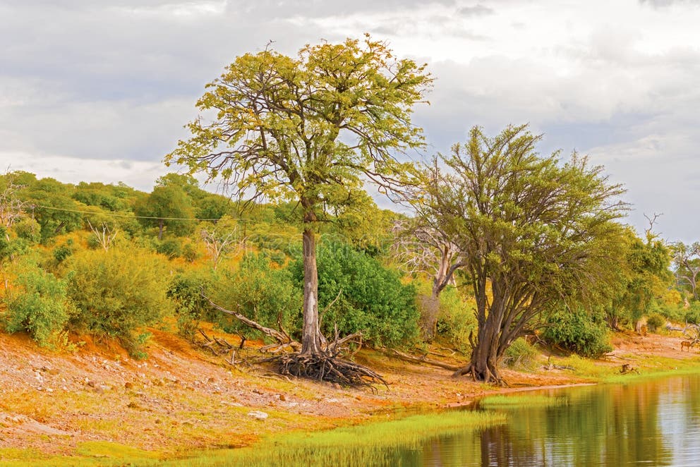 Trees at Chobe river stock image. Image of bank, outdoors - 56505079
