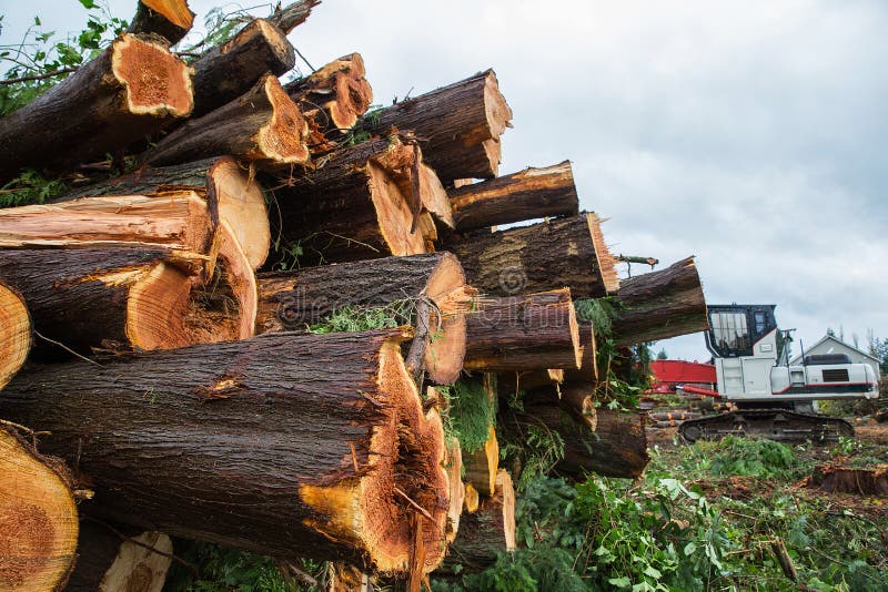 Trees chopped and stacked stock image. Image of stack - 61879929