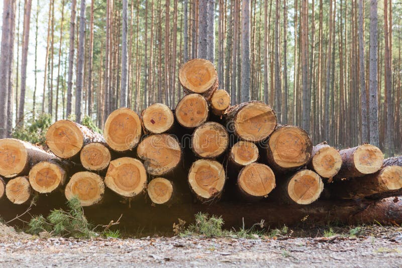 Trees Chopped and Stacked in Forest Stock Image - Image of landscape ...