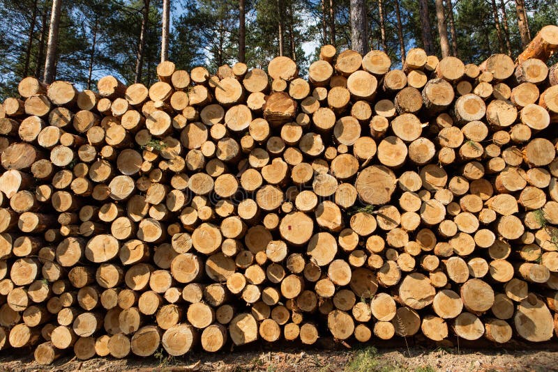 Trees Chopped and Stacked in Forest Stock Photo - Image of outdoor ...