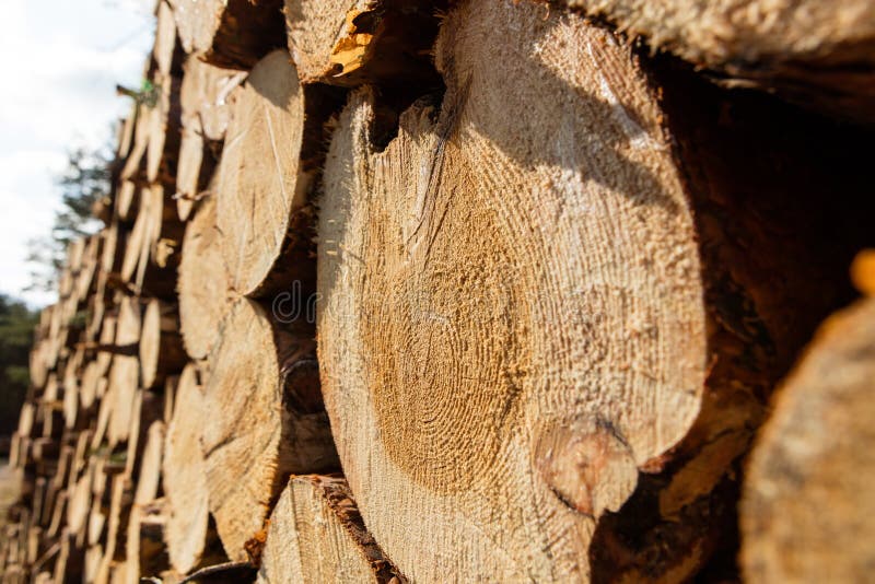 Trees Chopped and Stacked in Forest Stock Photo - Image of chainsaw ...