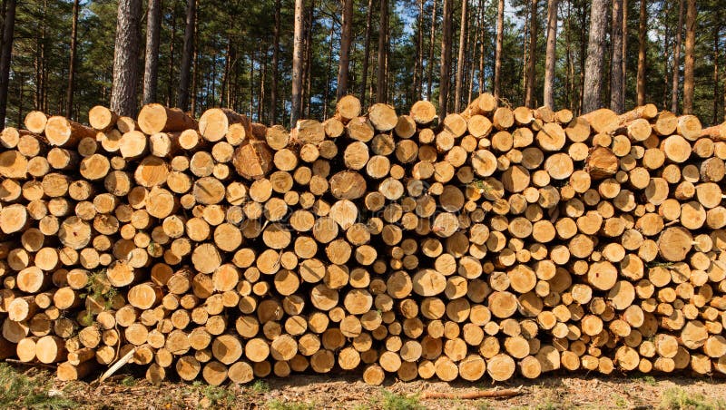 Trees Chopped and Stacked in Forest Stock Image - Image of woodpile ...
