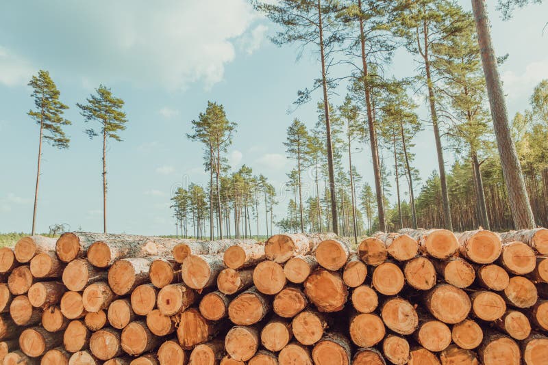 Trees Chopped and Stacked in Forest Stock Image - Image of ...