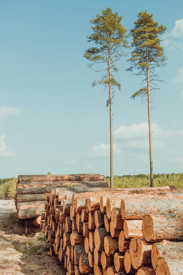 Trees Chopped and Stacked in Forest Stock Image - Image of logging ...