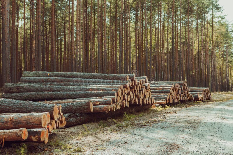 Trees Chopped and Stacked in Forest Stock Photo - Image of industry ...