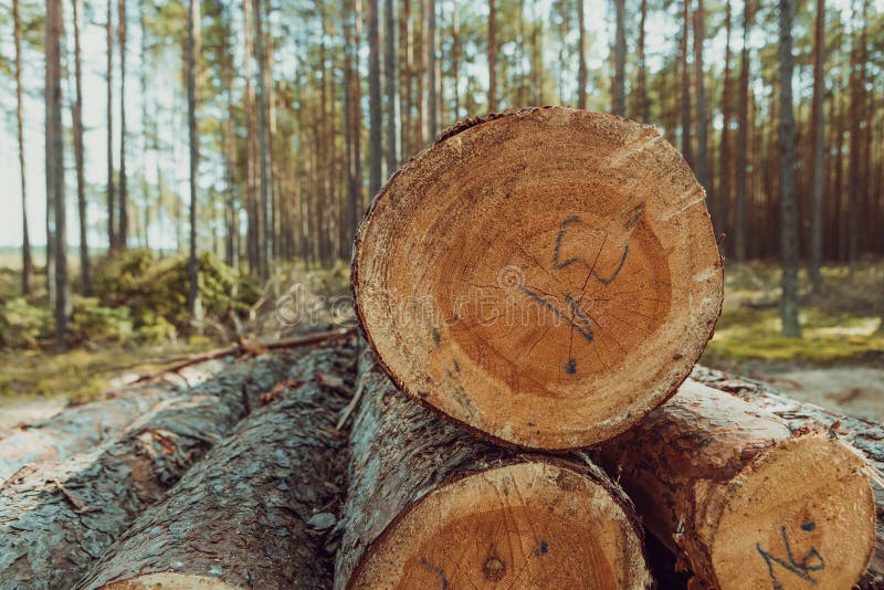 Trees Chopped and Stacked in Forest Stock Photo - Image of lumber ...