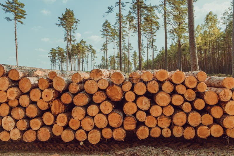 Trees Chopped and Stacked in Forest Stock Photo - Image of development ...