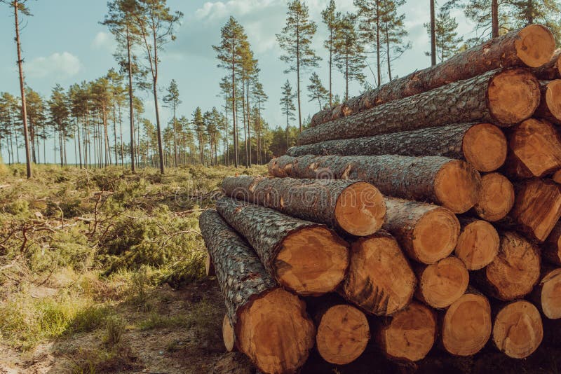 Trees Chopped and Stacked in Forest Stock Photo - Image of pine ...