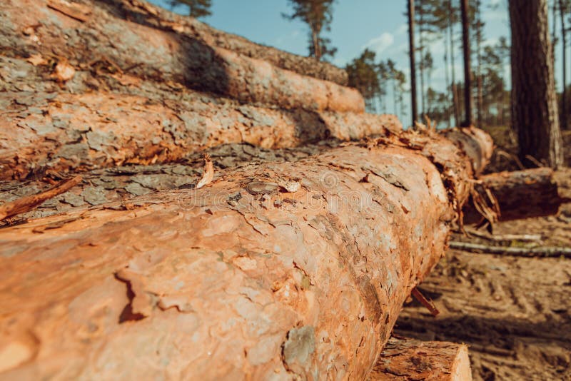 Trees Chopped and Stacked in Forest Stock Photo - Image of agriculture ...