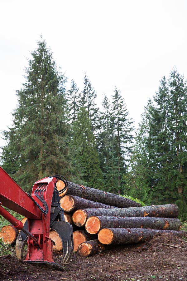 Trees chopped and stacked stock image. Image of natural - 61879875