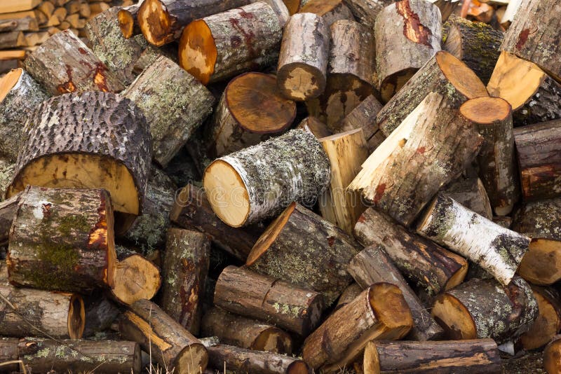 Trees Chopped into Wood on the Background of the Forest Stock Image ...