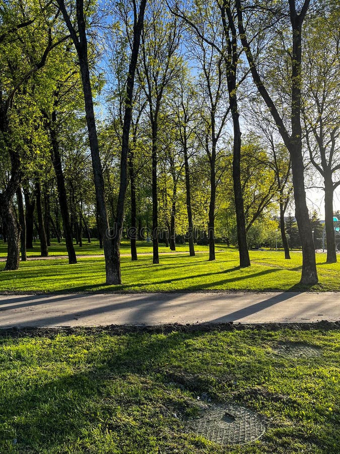 Trees in the Spring City Park at Sunset Stock Image - Image of sunlight ...