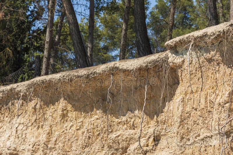 Trees with Roots Exposed by a Landslide Stock Image - Image of tree ...
