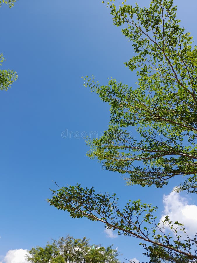 Trees with a Clear Sky during the Day Seen from Below Stock Photo ...