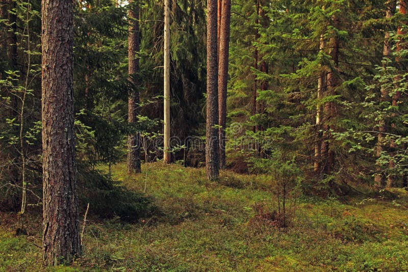 Trees in a Clearing in the Forest Stock Image - Image of grass, outdoor ...