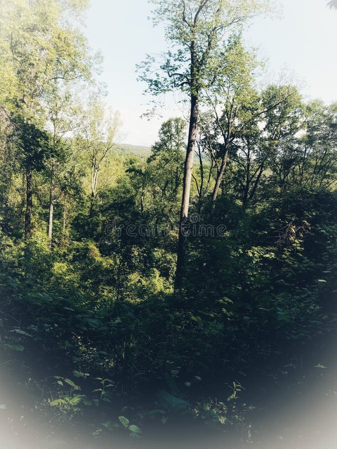 Scenic View of the Forest in the Cleveland Metroparks in Ohio Stock ...