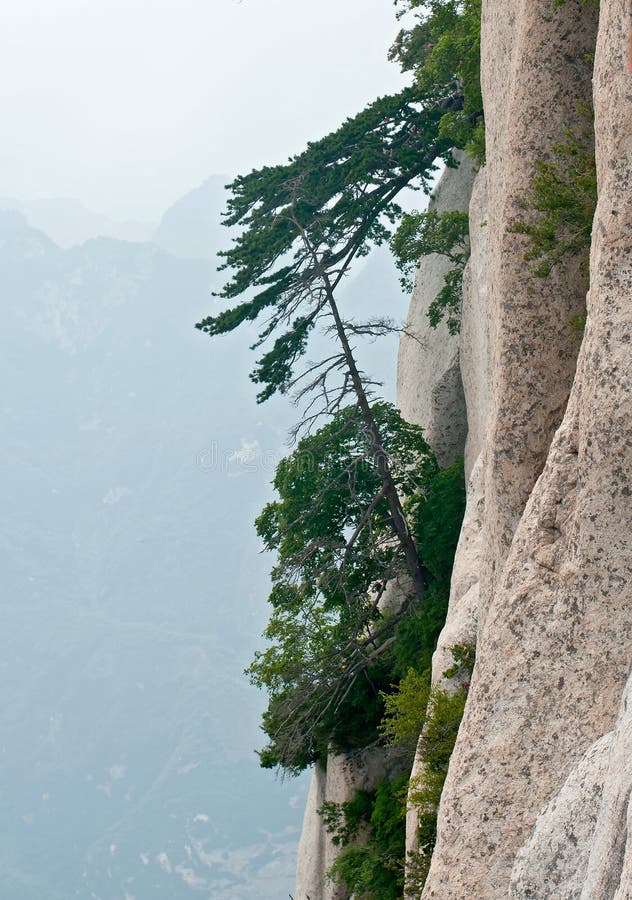 Trees on the cliff stock image. Image of scenic, cliffs - 16013305