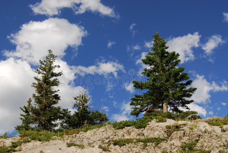 Trees on cliff stock image. Image of alberta, kananaskis - 6123273