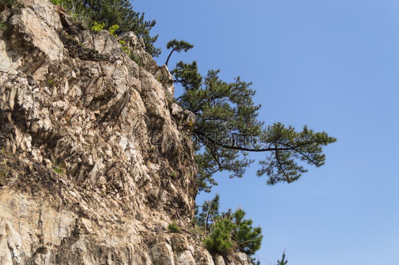 Trees on a cliff stock image. Image of background, blue - 93074011