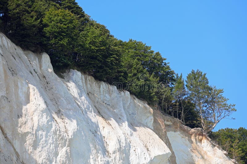 Trees on the Cliff Edge at Risk of Falling Due To Erosion by Weather ...
