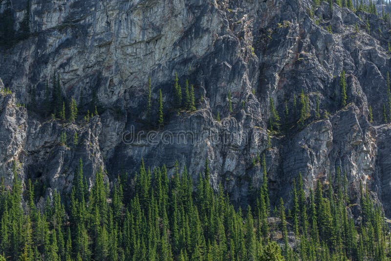 Trees on cliff face stock photo. Image of forest, rockies - 41747912