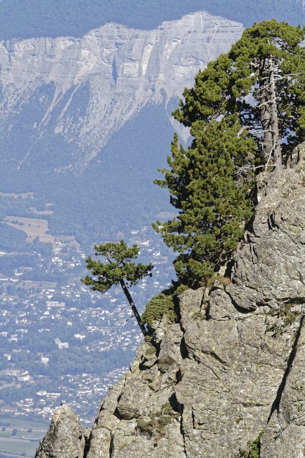 Mountain Trees are Up To the Sky Stock Image - Image of mountain, slope ...