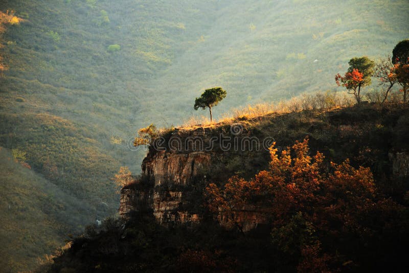 Trees in the cliff stock photo. Image of landscape, beautiful - 99332332