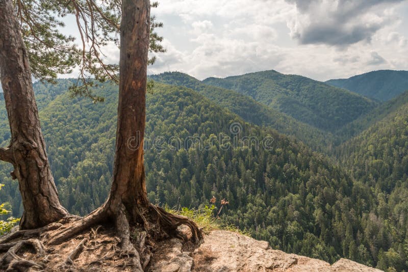 Trees on a cliff stock photo. Image of tomasovsky, hill - 149052494