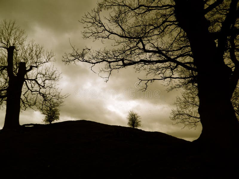 Trees Cling To the Hillside Stock Image - Image of island, scotland ...