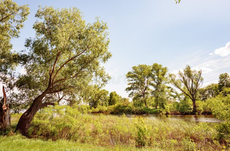 Trees Close to the River stock photo. Image of lake - 254260768