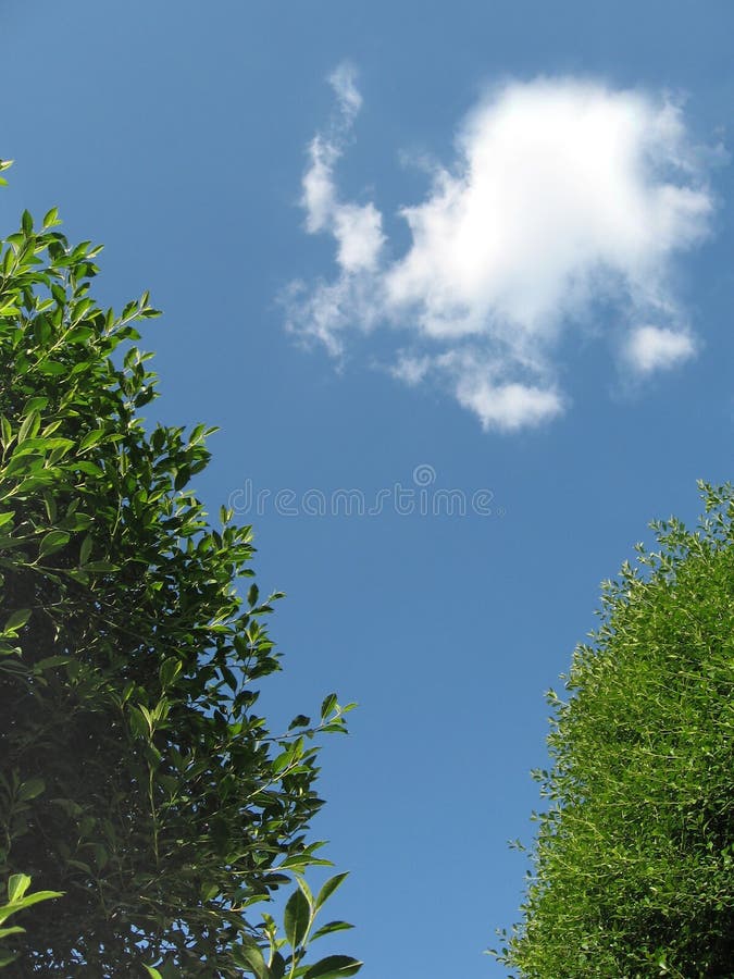 Trees and cloud stock photo. Image of summer, park, peace - 871674
