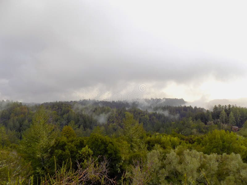 Trees stock photo. Image of green, nature, landscape - 110415018