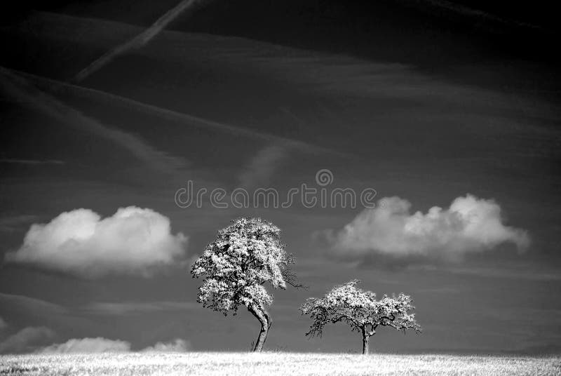 Trees with Clouds in an Infrared Photo Stock Image - Image of sunny ...