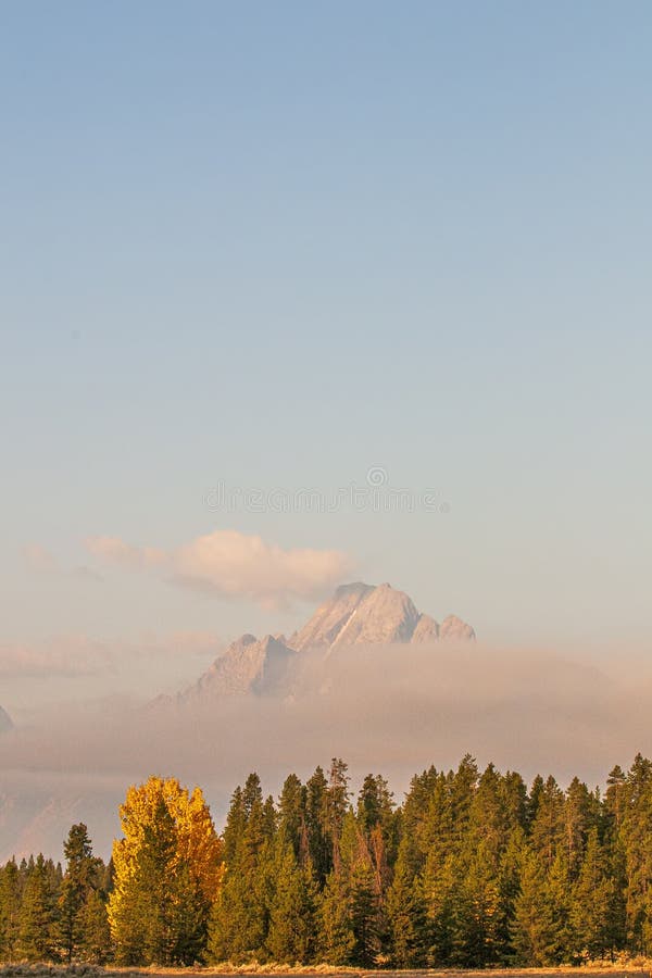 Trees, Clouds, and Mount Moran Stock Photo - Image of tree, landscape ...