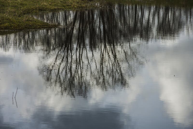 Trees and Clouds Reflected in Pond Nature Area Stock Photo - Image of ...